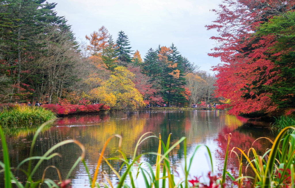 Enjoying the Colors of Autumn in Japan – Lakbayer