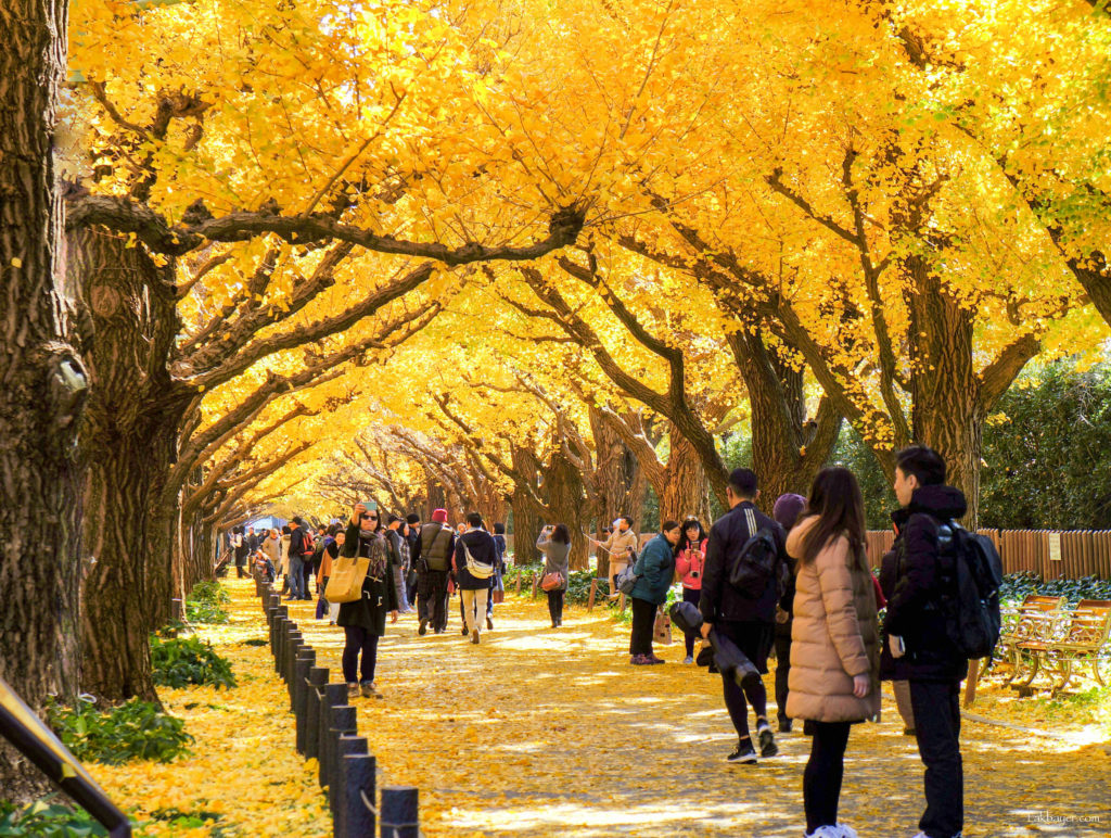 Enjoying the Colors of Autumn in Japan – Lakbayer